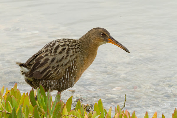 California Clapper Rail | Project Noah