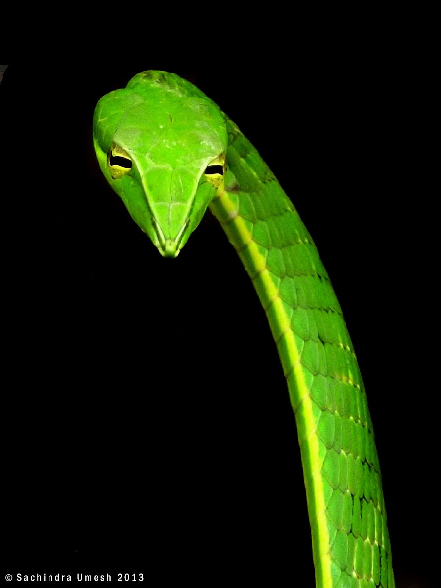 green vine snake | Project Noah