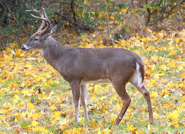 Eastern White-tail Deer (buck) | Project Noah