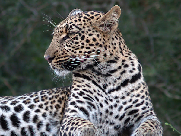 Leopard | Project Noah