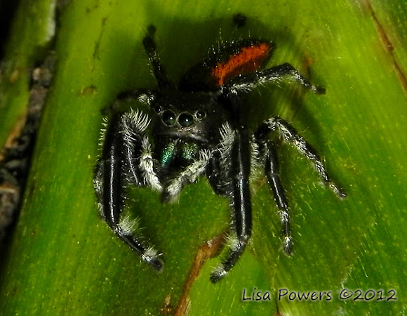 Jumping Spider | Project Noah