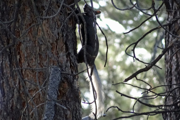 Kaibab Squirrel | Project Noah