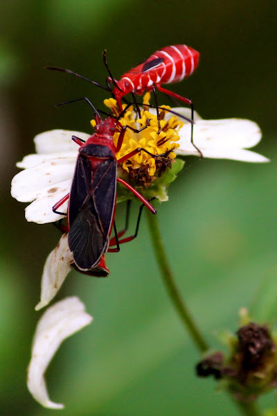 Cotton Stainers | Project Noah
