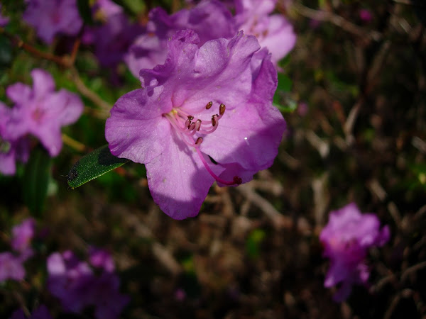 Azalea | Project Noah