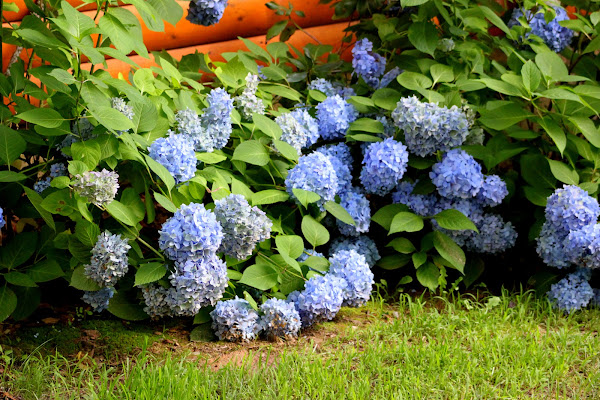 Hydrangea | Project Noah