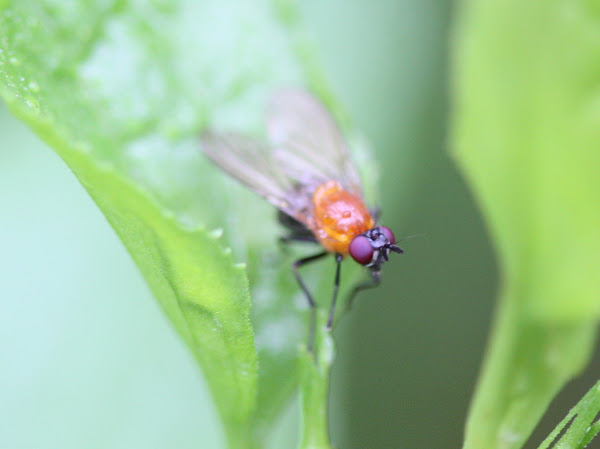 Orange and Black Fly | Project Noah