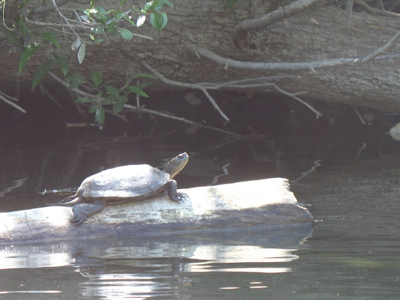 Pacific Pond Turtle | Project Noah