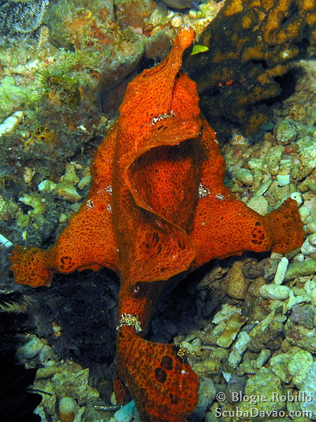 Painted Frogfish | Project Noah