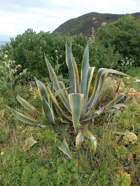 Agave | Project Noah