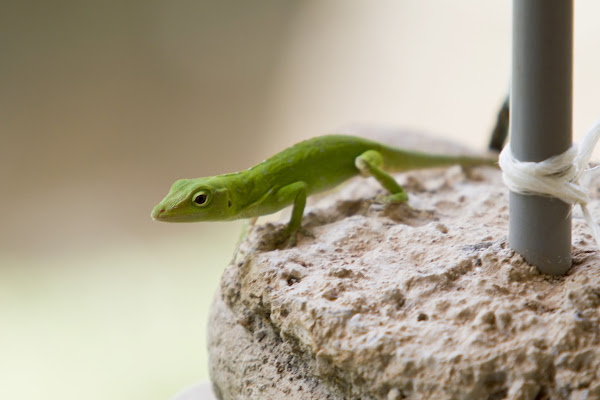 Neotropical green anole | Project Noah