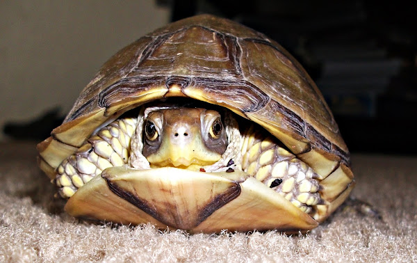 Three-toed box turtle | Project Noah