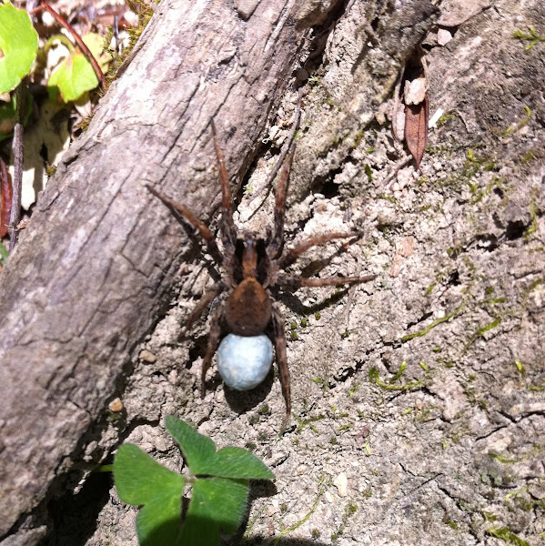 Spider | Project Noah