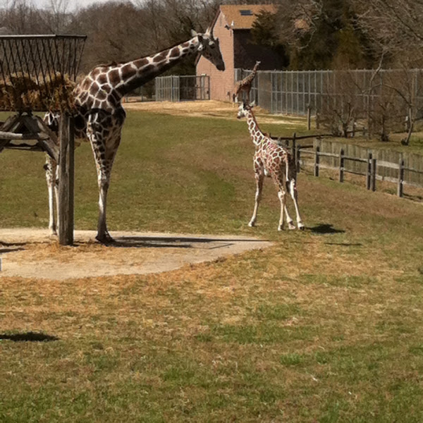 Giraffe | Project Noah