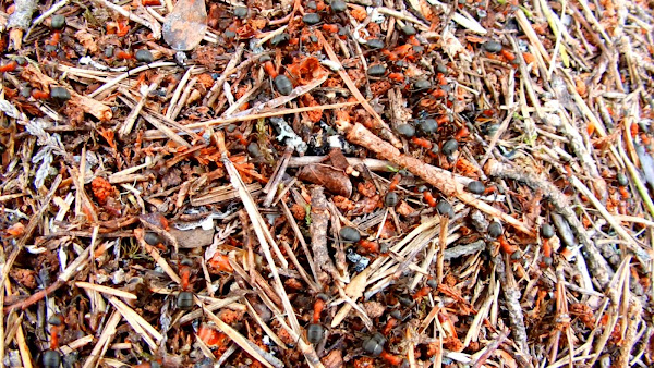 Scottish Wood Ant Nest | Project Noah