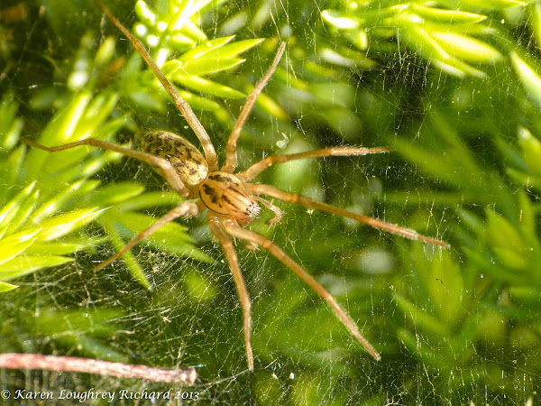 Dust spider | Project Noah