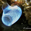 Blue Club Tunicate | Project Noah