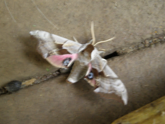 One-eyed Sphinx Moth | Project Noah