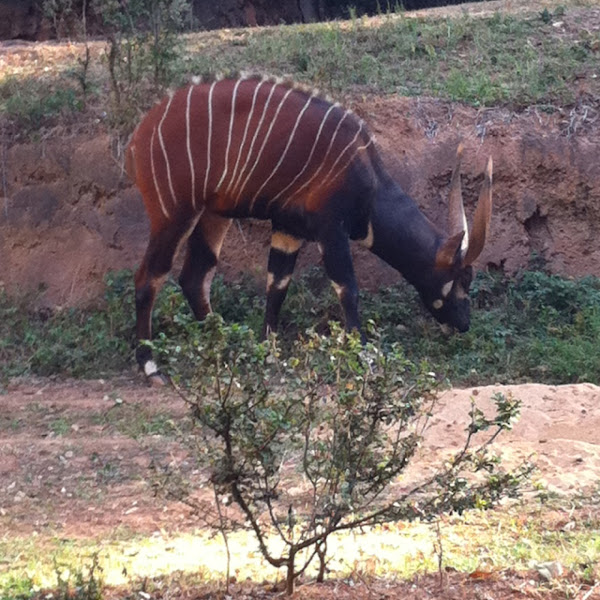 Bongo | Project Noah