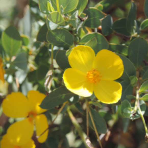 Island Bush Poppy | Project Noah