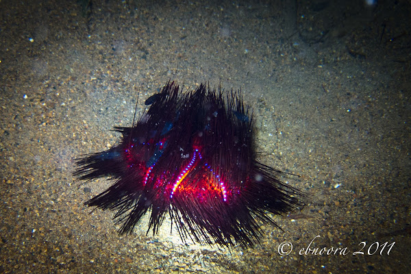 Red Urchin | Project Noah