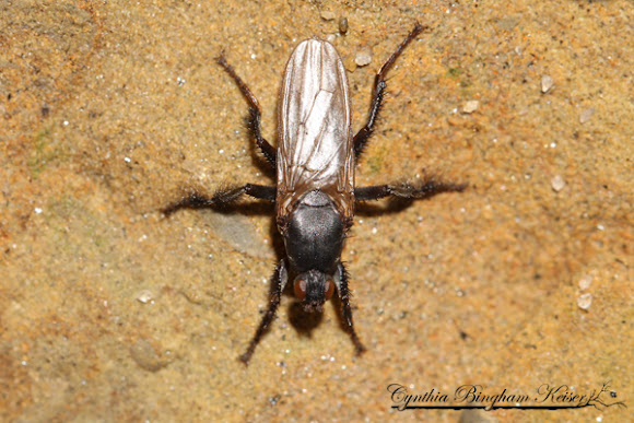 Kelp Fly | Project Noah