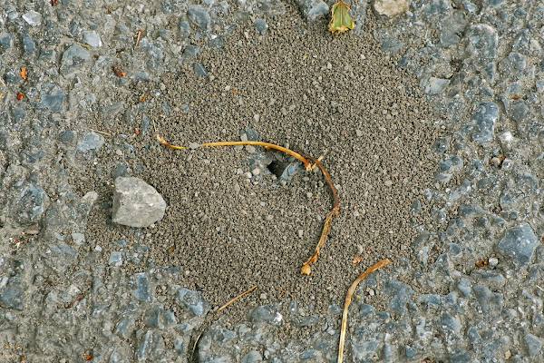 Ant Hill | Project Noah