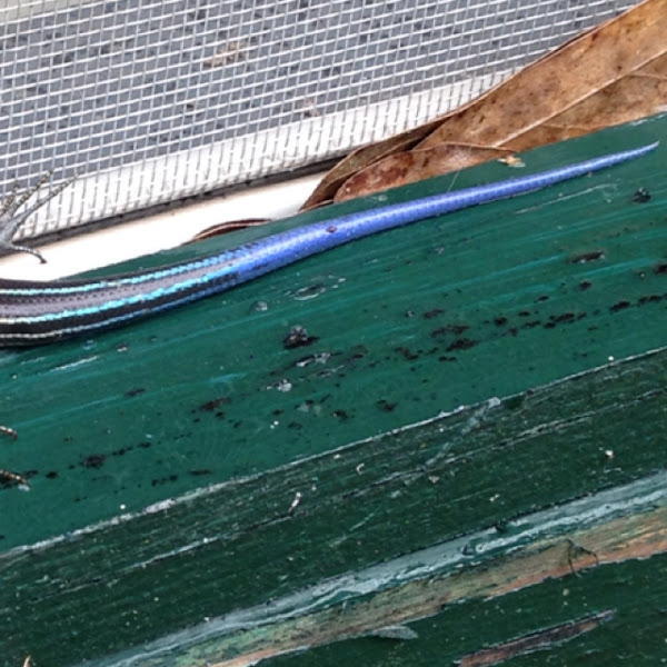 Blue-tailed racer lizard (Five lined skink) | Project Noah