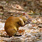 Agouti or Guatusa | Project Noah