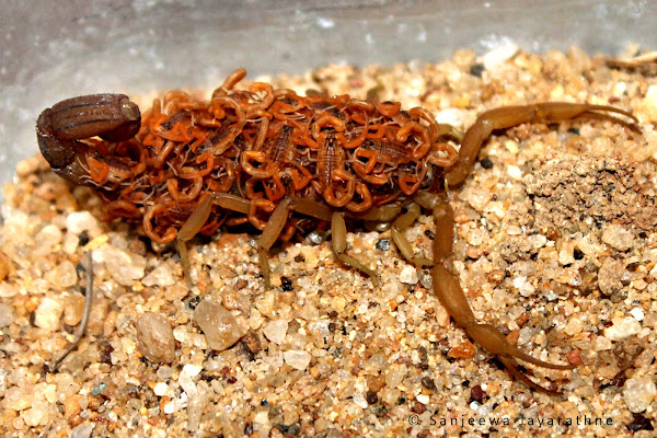 Indian red scorpion | Project Noah