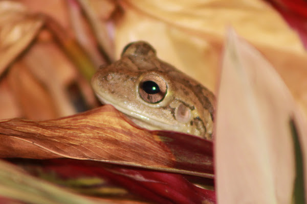 Cuban Tree Frog | Project Noah