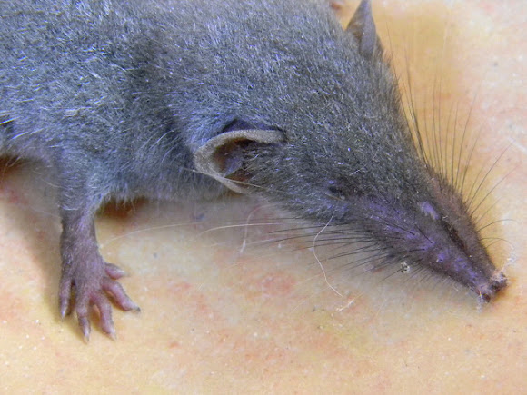 Asian house shrew | Project Noah
