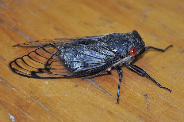 Black Prince Cicada | Project Noah