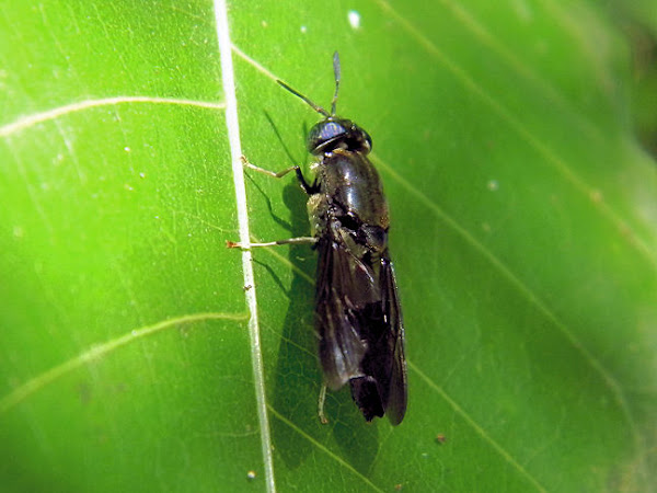 black soldier fly | Project Noah