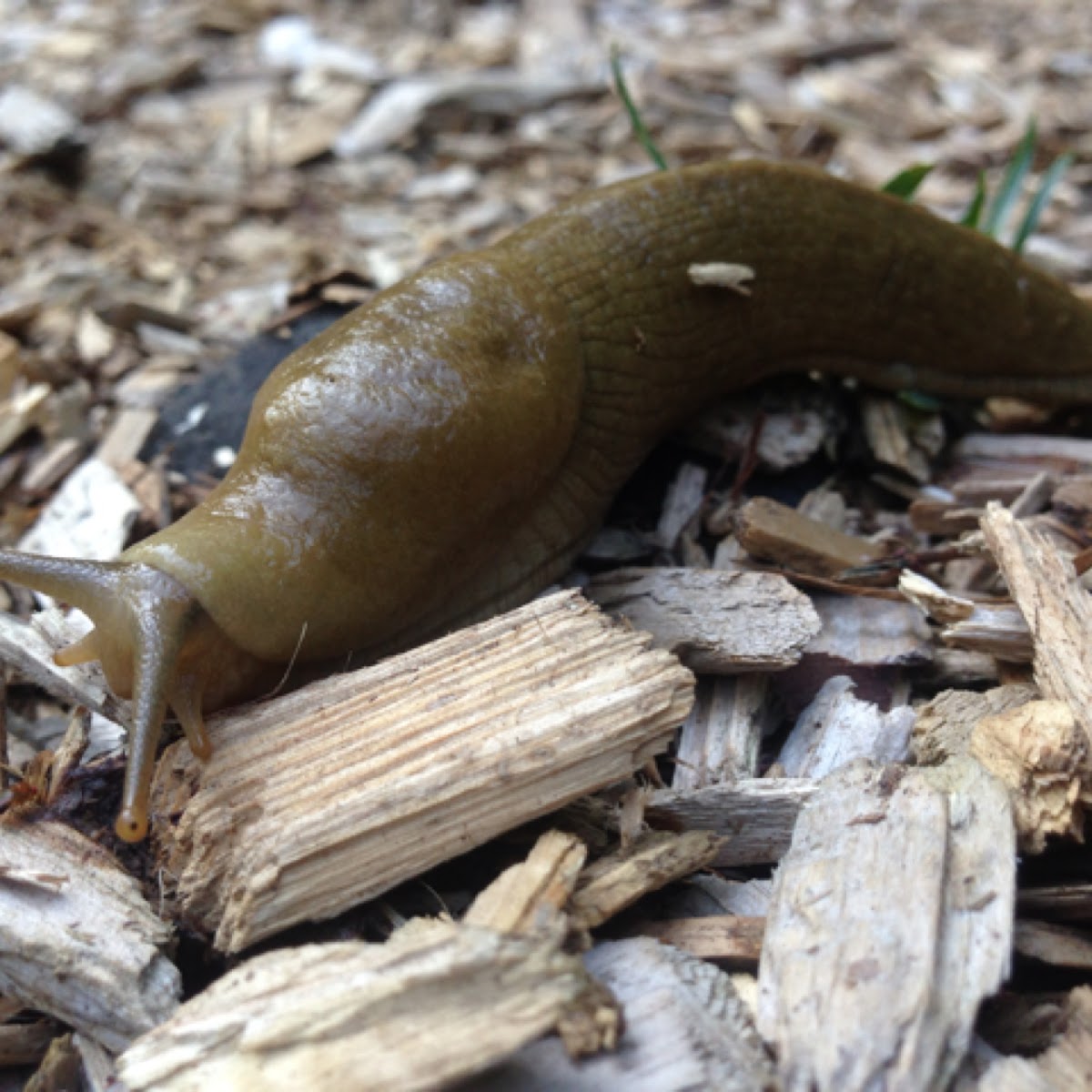 Pacific Banana Slug | Project Noah
