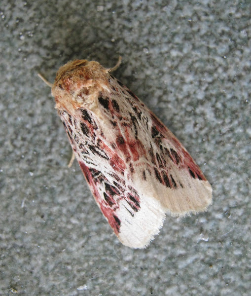 Lily Caterpillar Moth | Project Noah