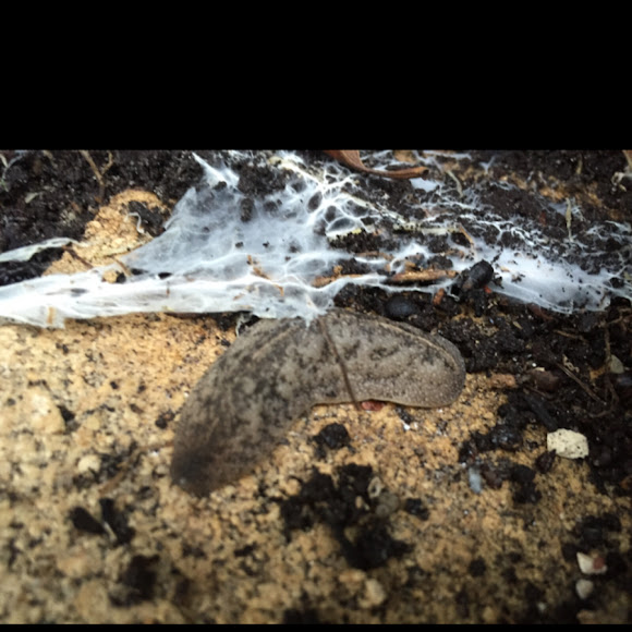 Florida Leatherleaf Slug | Project Noah