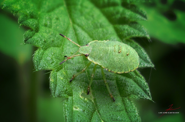 Green Shield Bug | Project Noah