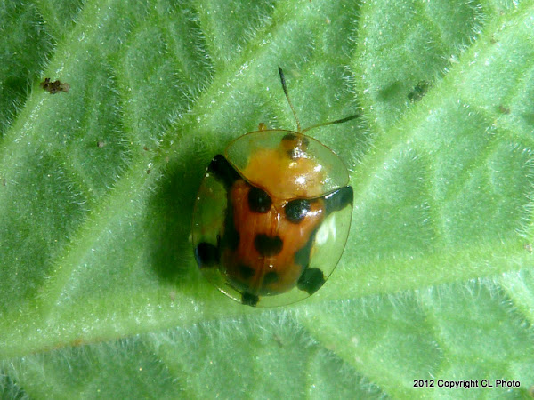 Tortoise Shell Beetle | Project Noah