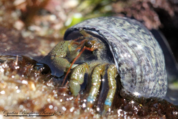 Hermit Crab | Project Noah