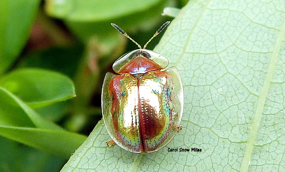 Tortoise Shell Beetle