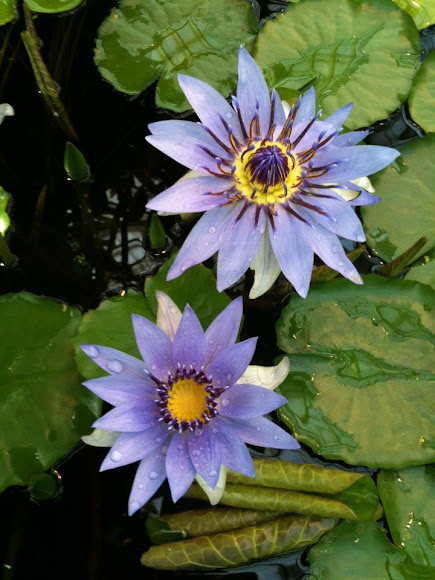 Nymphaea colorata | Project Noah