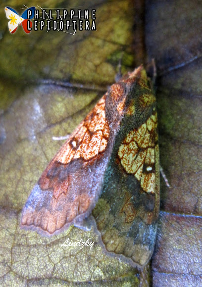 Erebid Moth | Project Noah