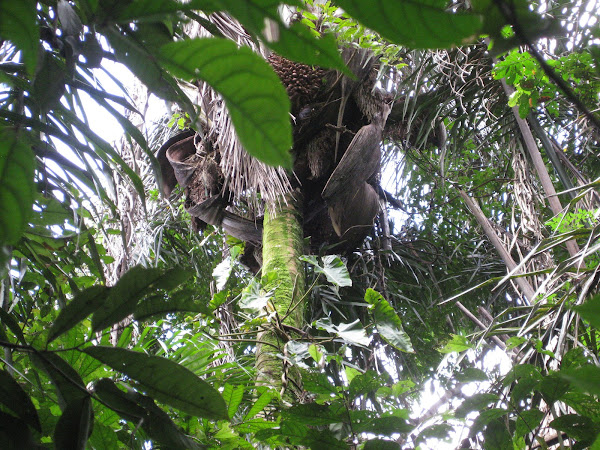 Maripa Palm | Project Noah