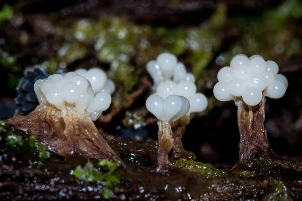 Slime Mold | Project Noah