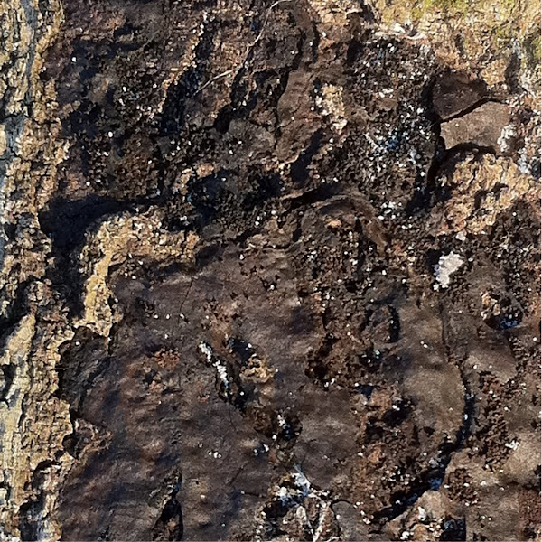 Clinker Polypore | Project Noah