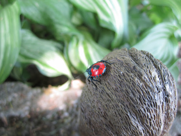 Florida Predatory Stink Bug nymph | Project Noah