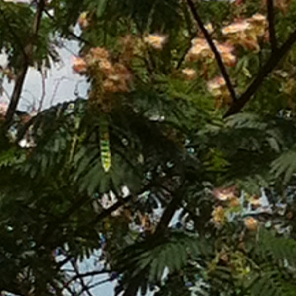 Silktree, Mimosa/Powderpuff tree | Project Noah