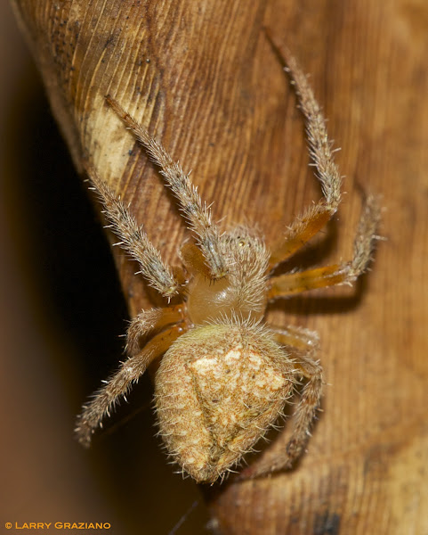 Spider | Project Noah