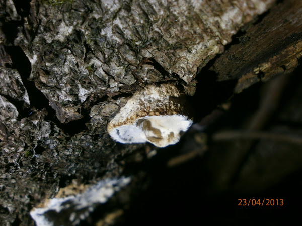 Antrodia species? | Project Noah