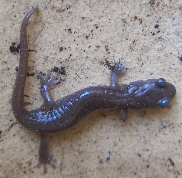 Arboreal Salamander | Project Noah